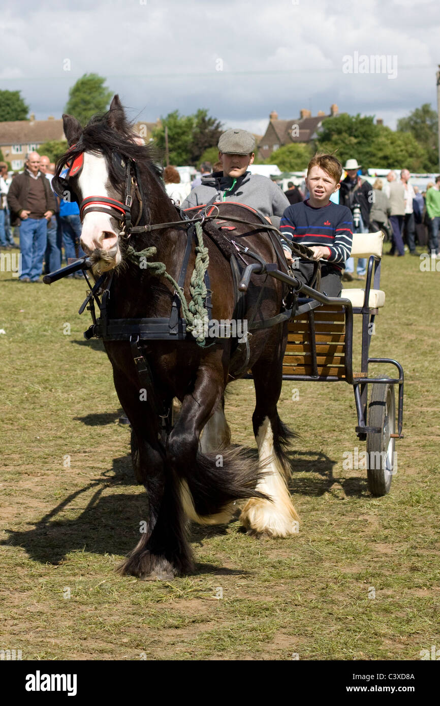Horses at Stow Horse Fair Cotswolds England Stock Photo - Alamy