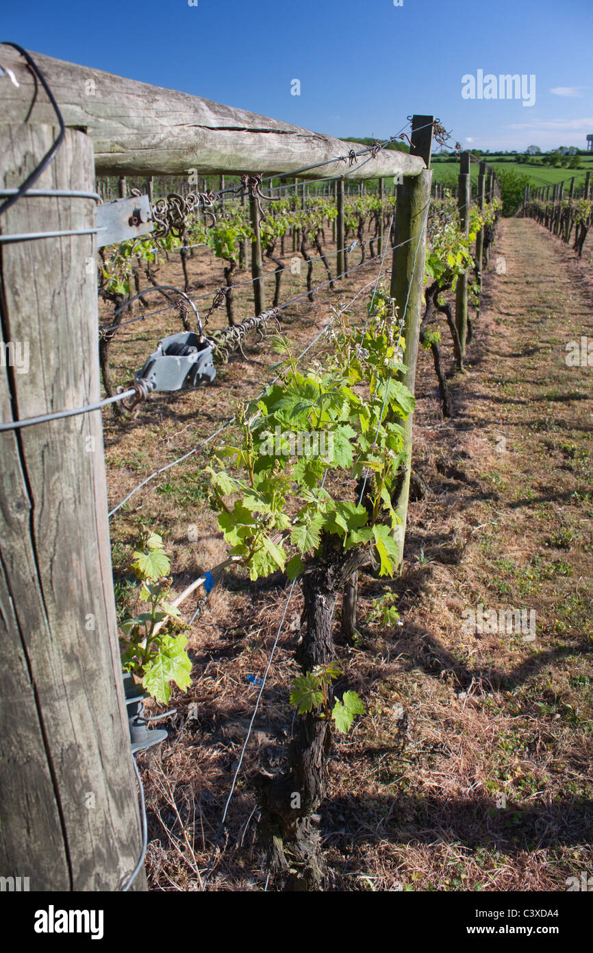 Wyken Vineyard, Wyken Hall, Suffolk, England Stock Photo - Alamy