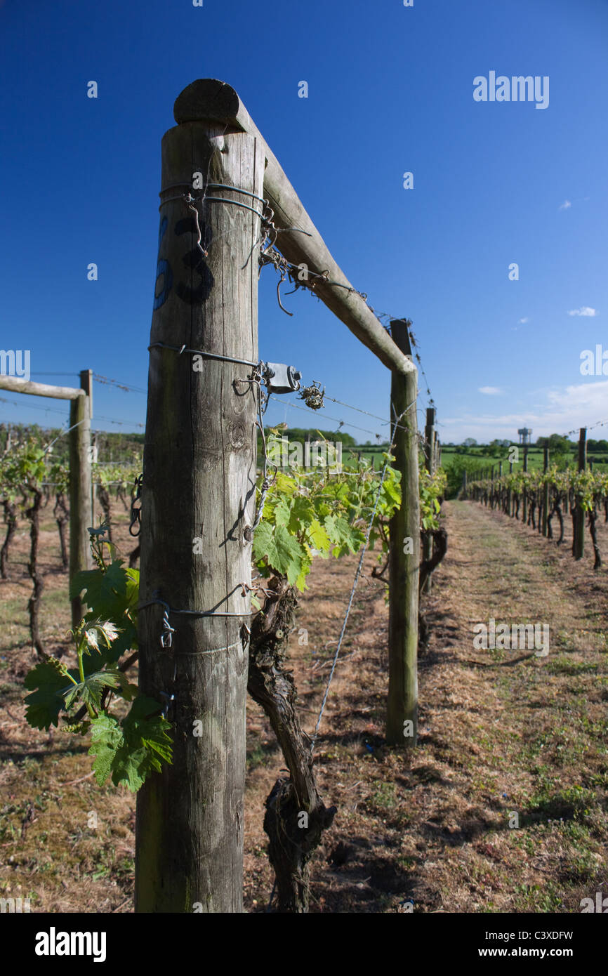 Wyken Vineyard, Wyken Hall, Suffolk, England Stock Photo - Alamy