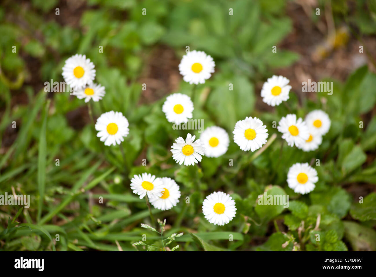 Group of lawn daisies (Bellis Perennis Stock Photo - Alamy
