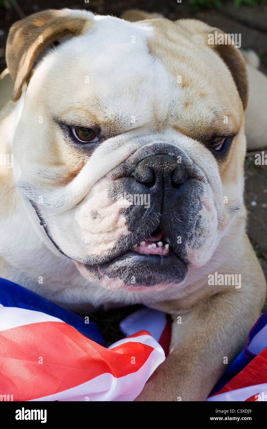 British Bulldog Flag Stock Photos & British Bulldog Flag Stock Images ...