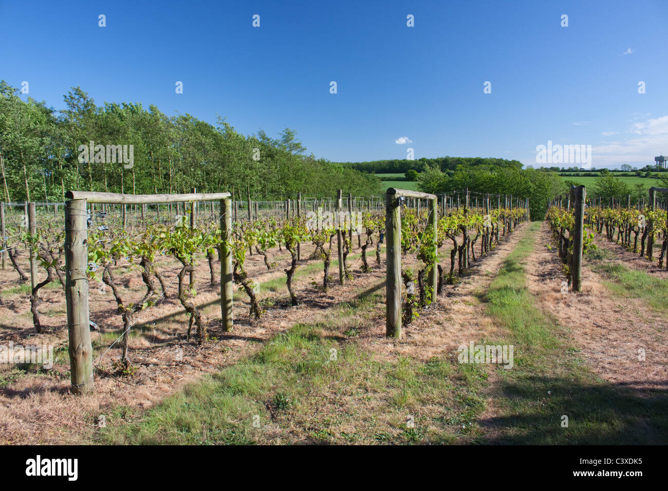 Wyken vineyard hi-res stock photography and images - Alamy