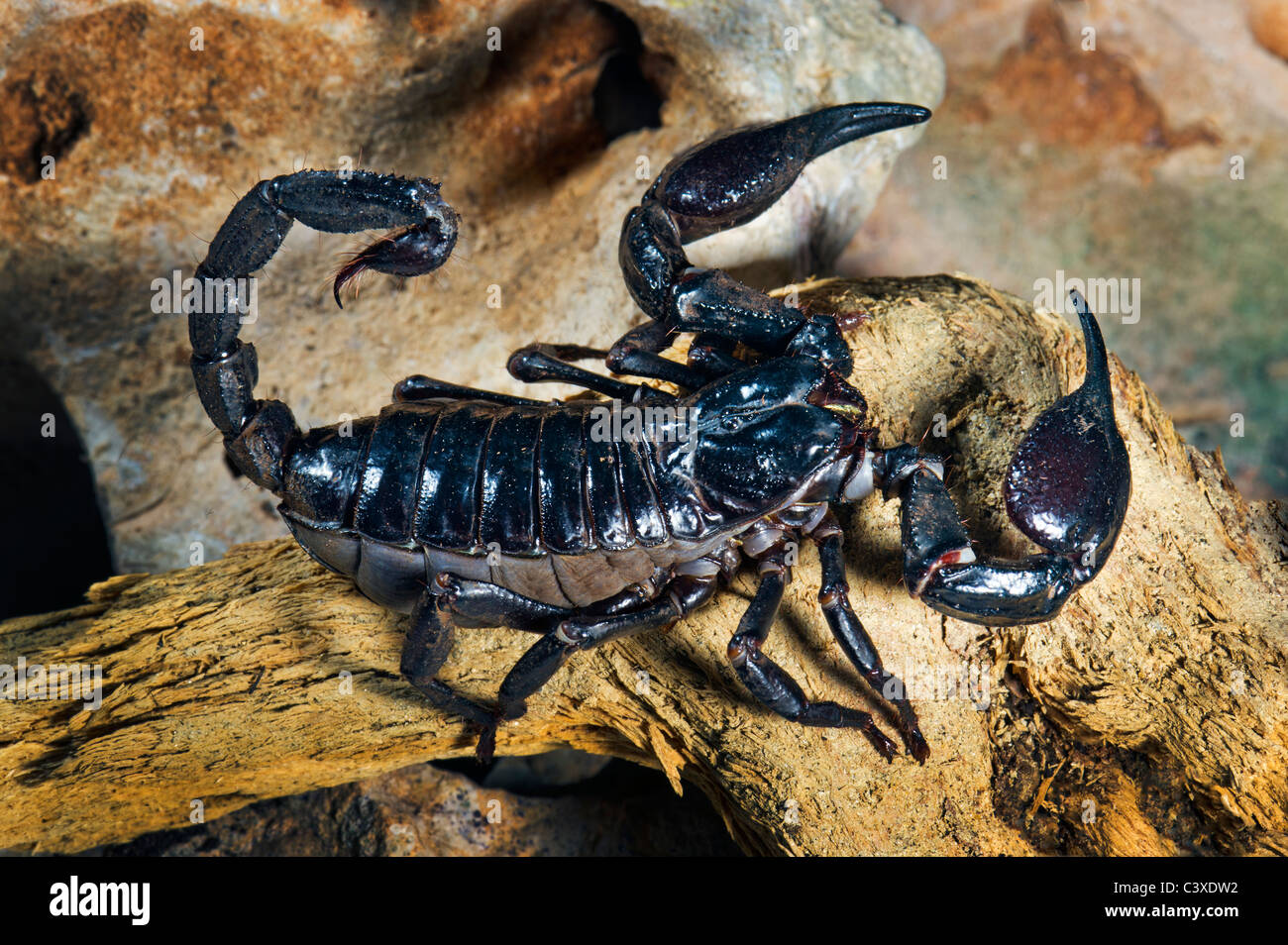 Emperor Scorpion Tank