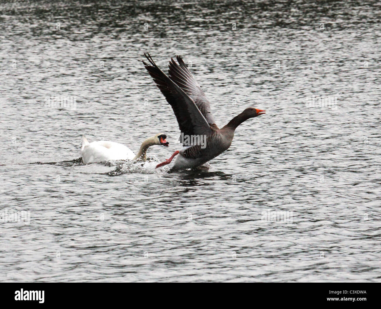 Swan chasing goose Stock Photo - Alamy