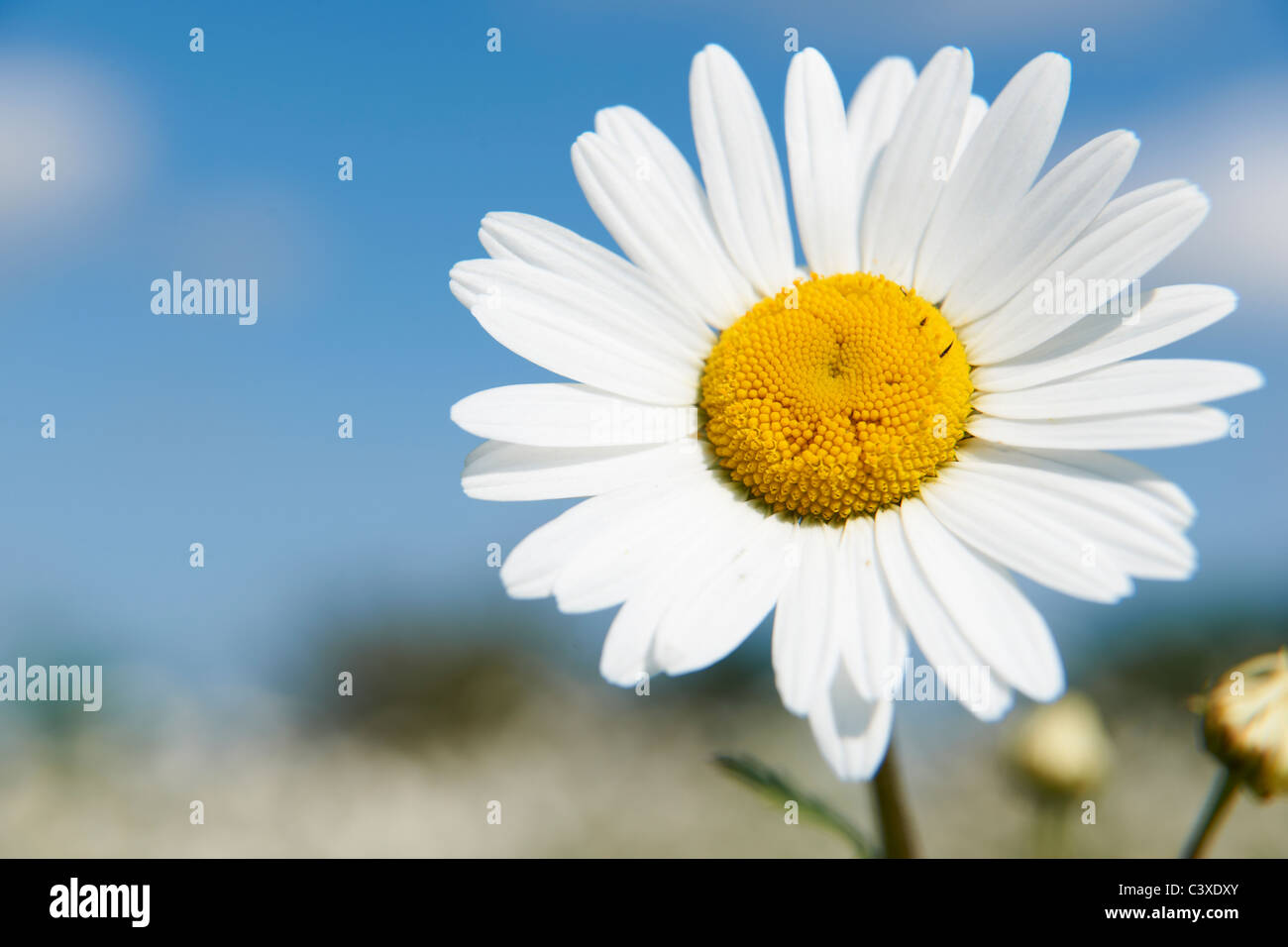 Close-up view of daisy in field in full bloom Stock Photo - Alamy