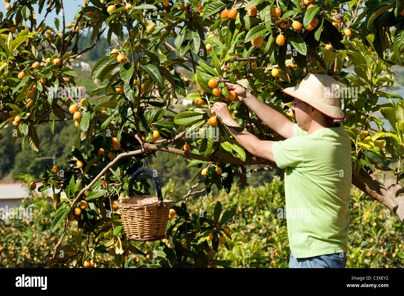 Loquat basket hi-res stock photography and images - Alamy