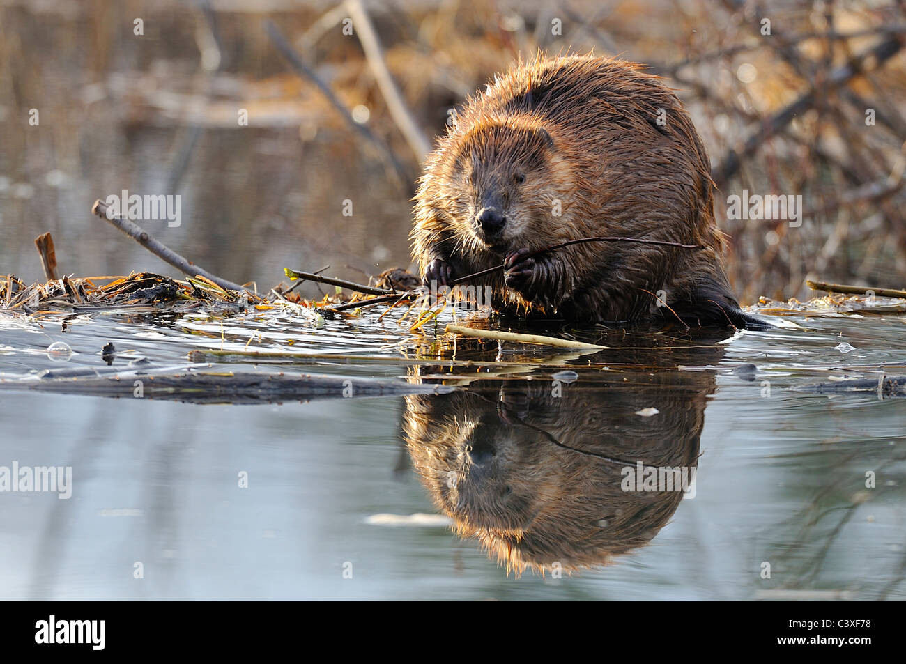 An adult beaver sitting on the edge of his beaver dam Stock Photo - Alamy