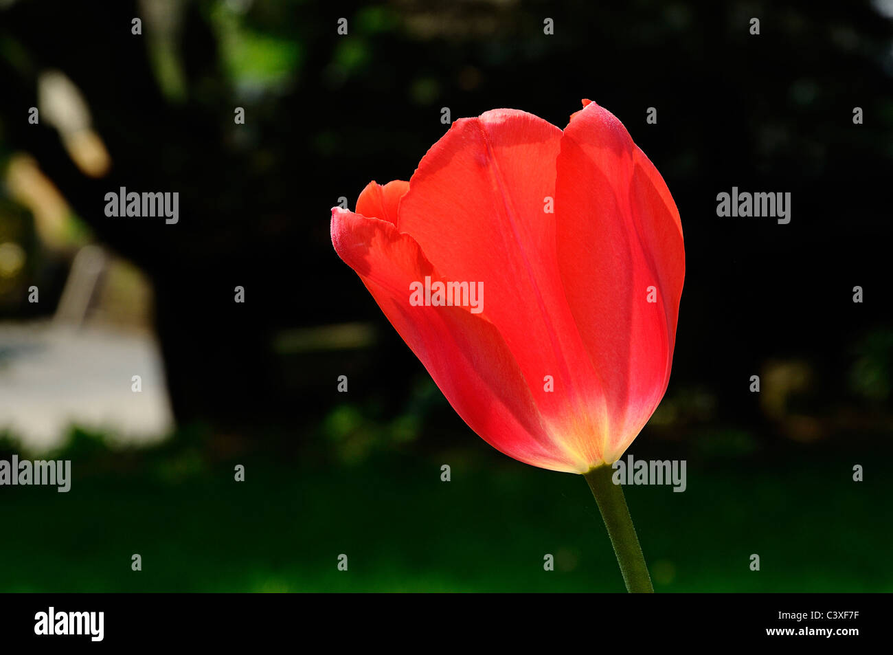 Single soft hi-res stock photography and images - Alamy