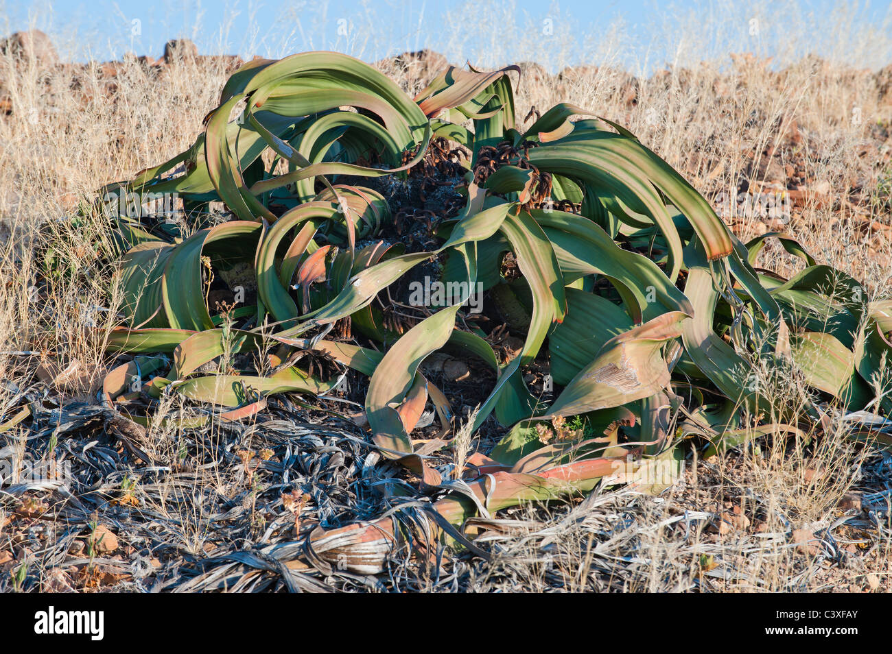 welwitsch Velvicia Velvichia mirabilis plant Namibia desert missing ...