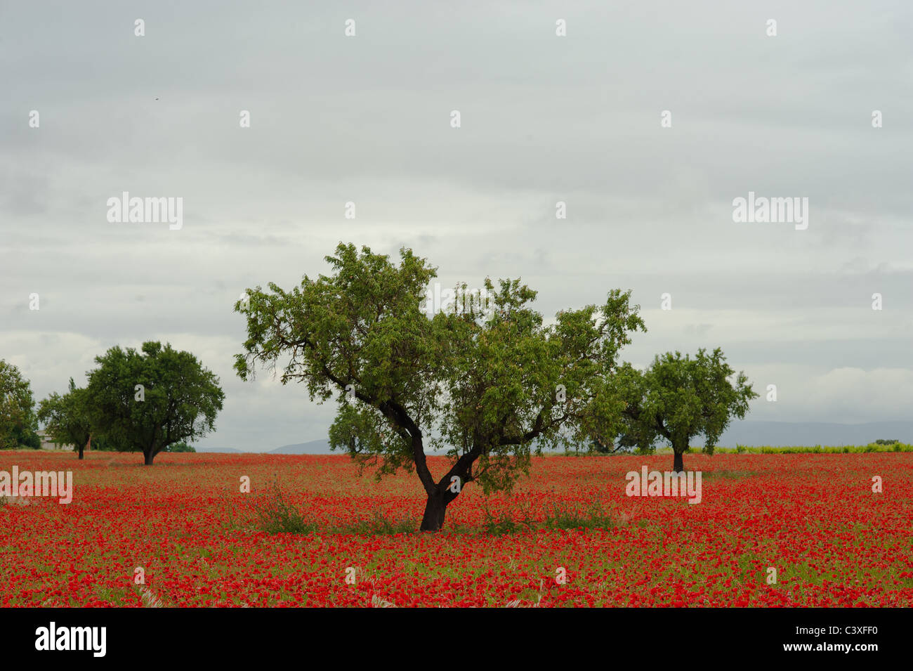 Fruit field in spring loaded with poppies Stock Photo - Alamy