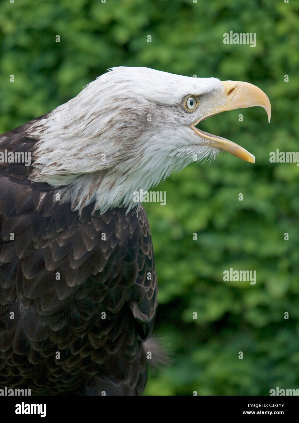 Alaskan Bald Eagle (haliaeetus leucocephalus Stock Photo - Alamy