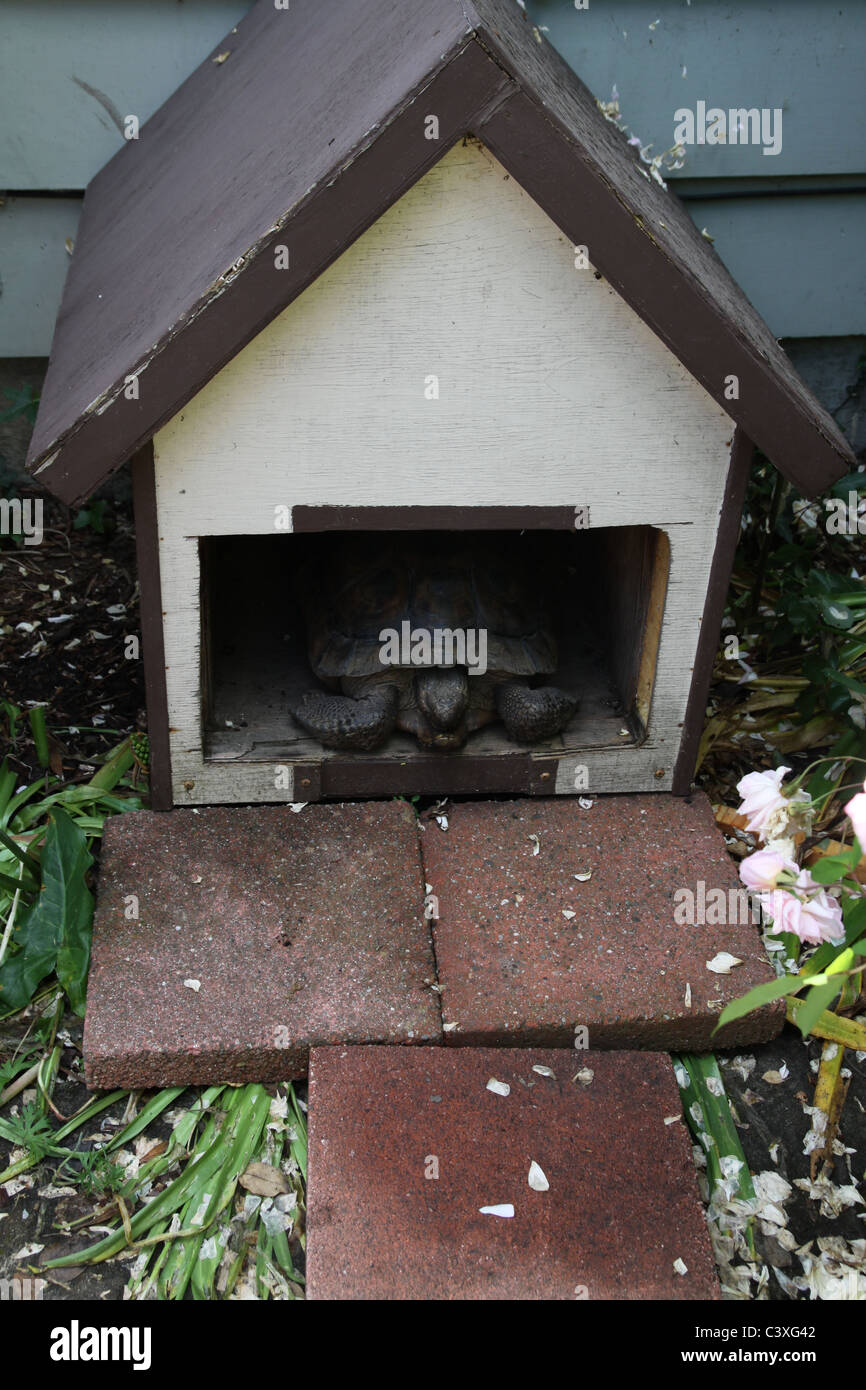 Desert Tortoise House