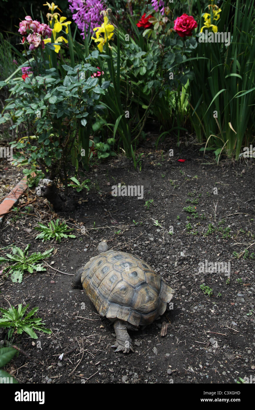 A desert tortoise walking in a garden Stock Photo - Alamy
