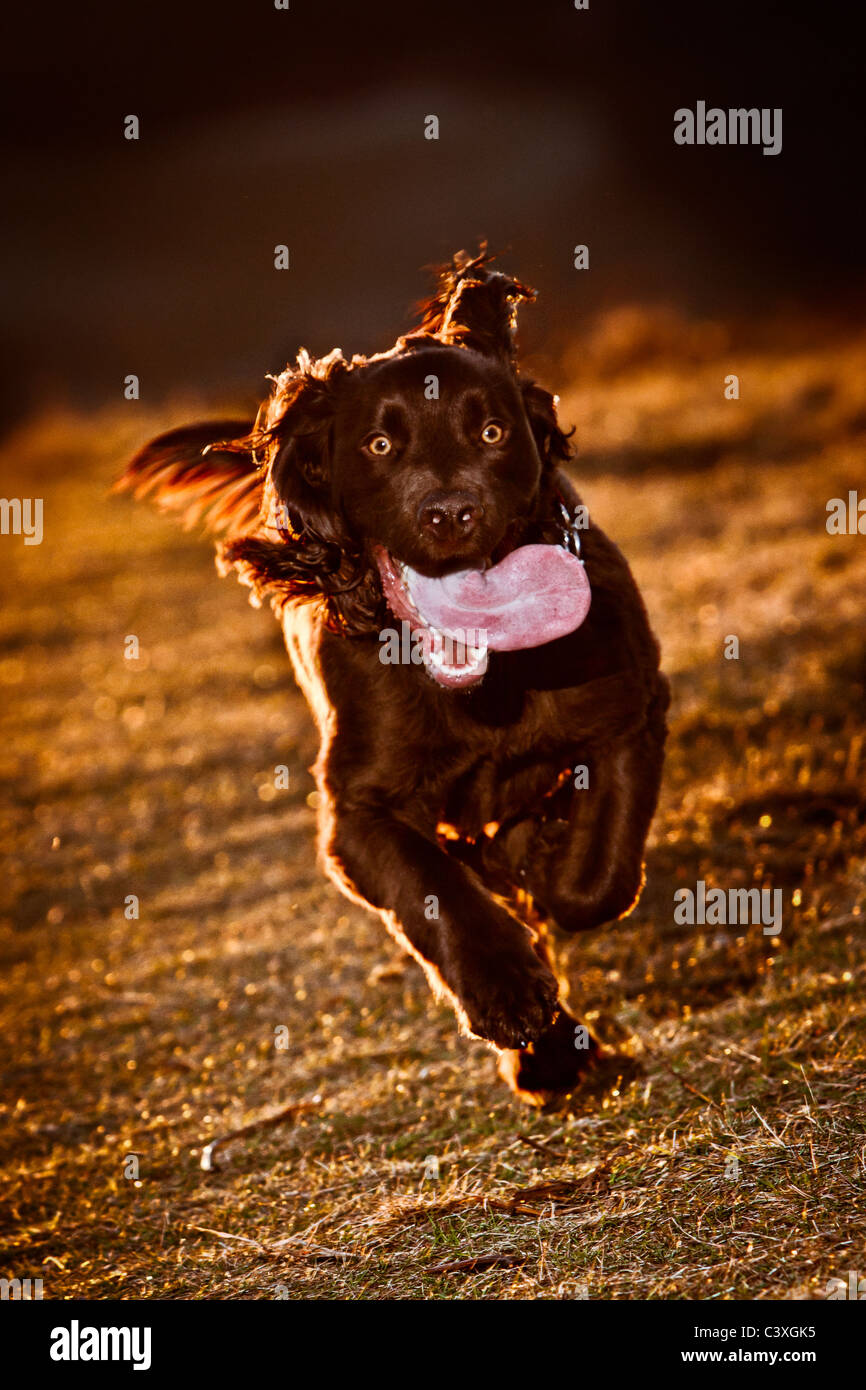 Dog running spaniel hi-res stock photography and images - Alamy