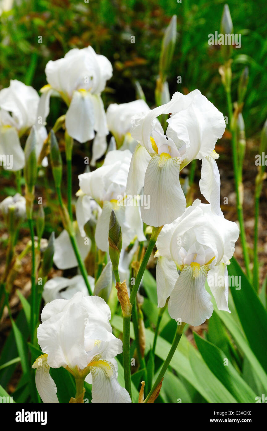 Iris plants group hi-res stock photography and images - Alamy