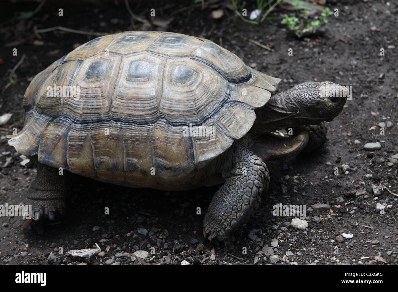 Desert tortoise california hi-res stock photography and images - Alamy