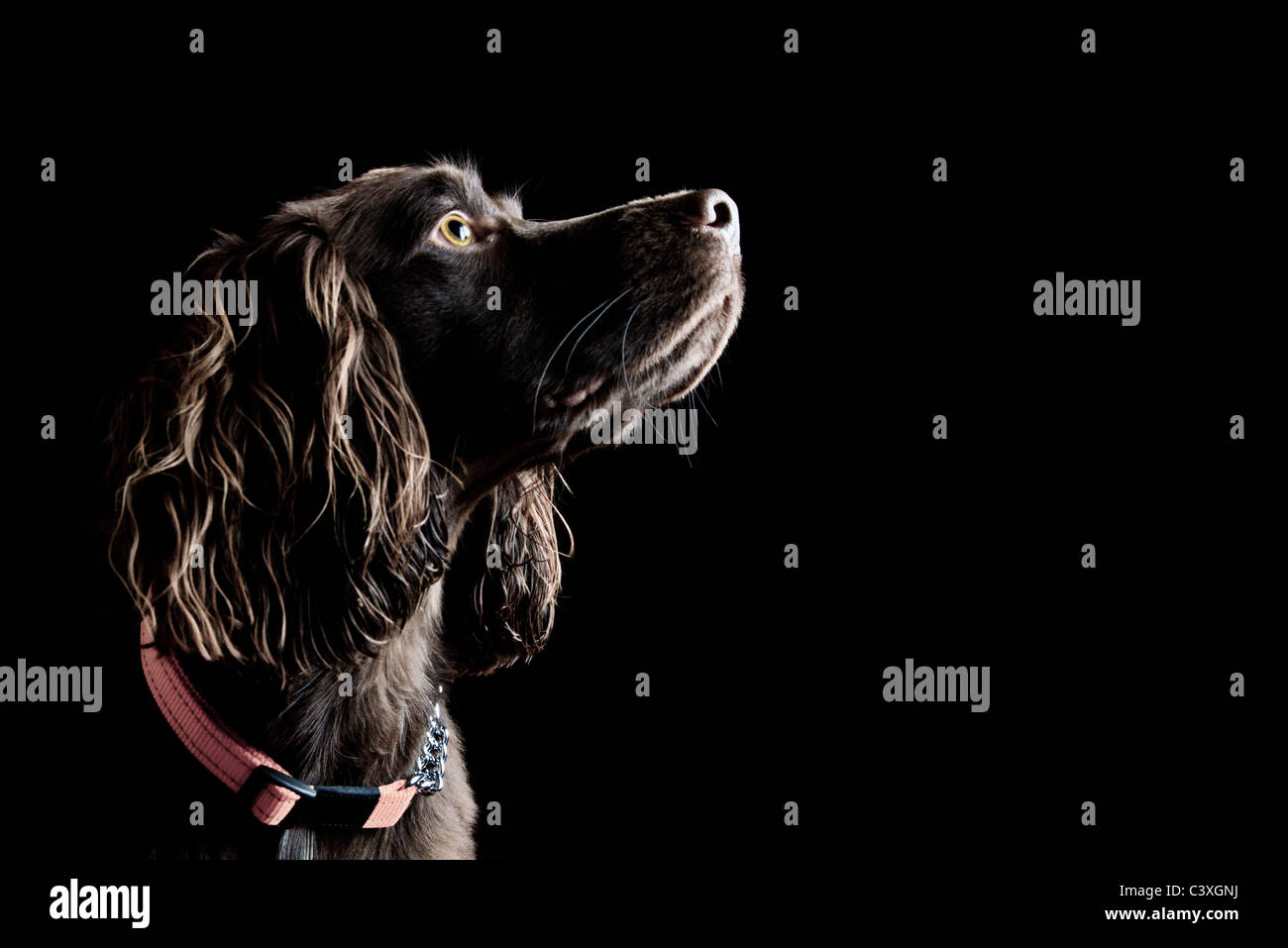Working cocker spaniel puppy hi-res stock photography and images - Alamy