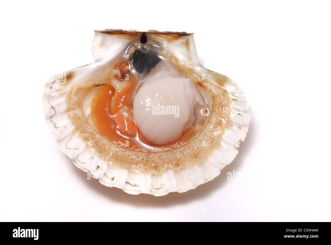 Scallop hi-res stock photography and images - Alamy