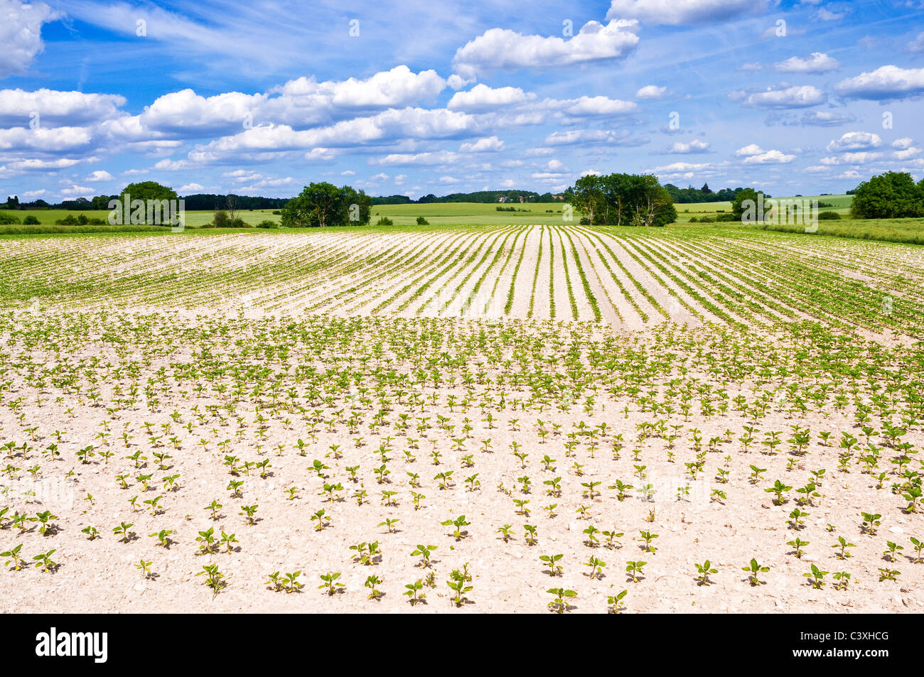 Parched field hi-res stock photography and images - Alamy