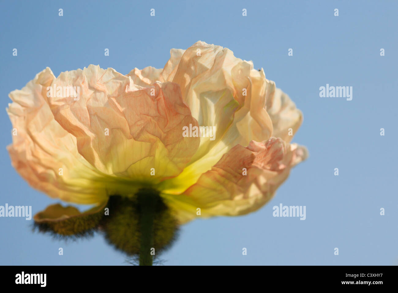 Beautiful freshly unfolded pink poppy bloom Stock Photo - Alamy