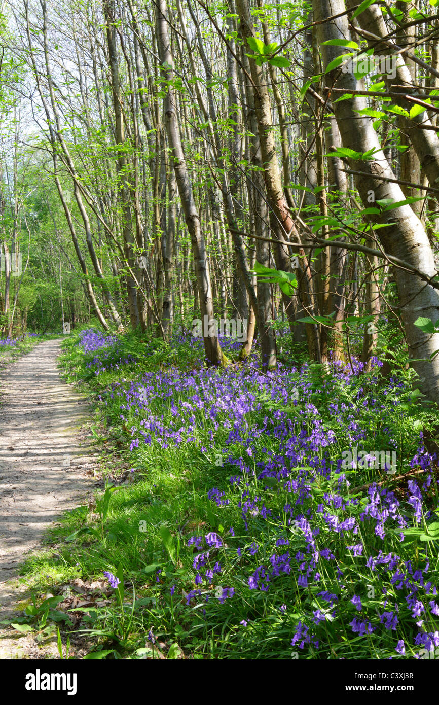 Path through bluebell wood hi-res stock photography and images - Alamy
