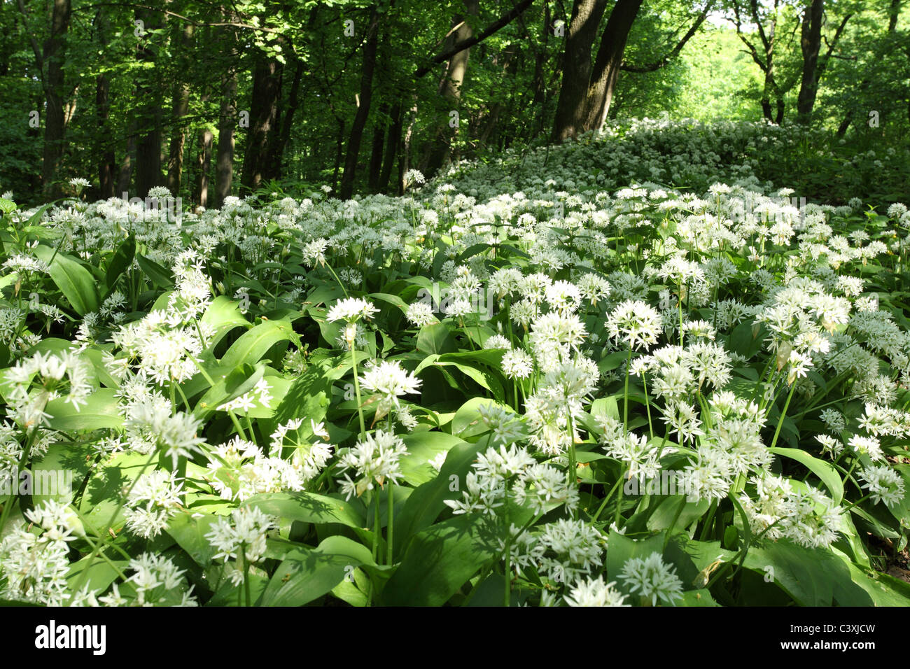 Wild garlic (Allium ursinum) flowering in the woodlands of Male Karpaty ...