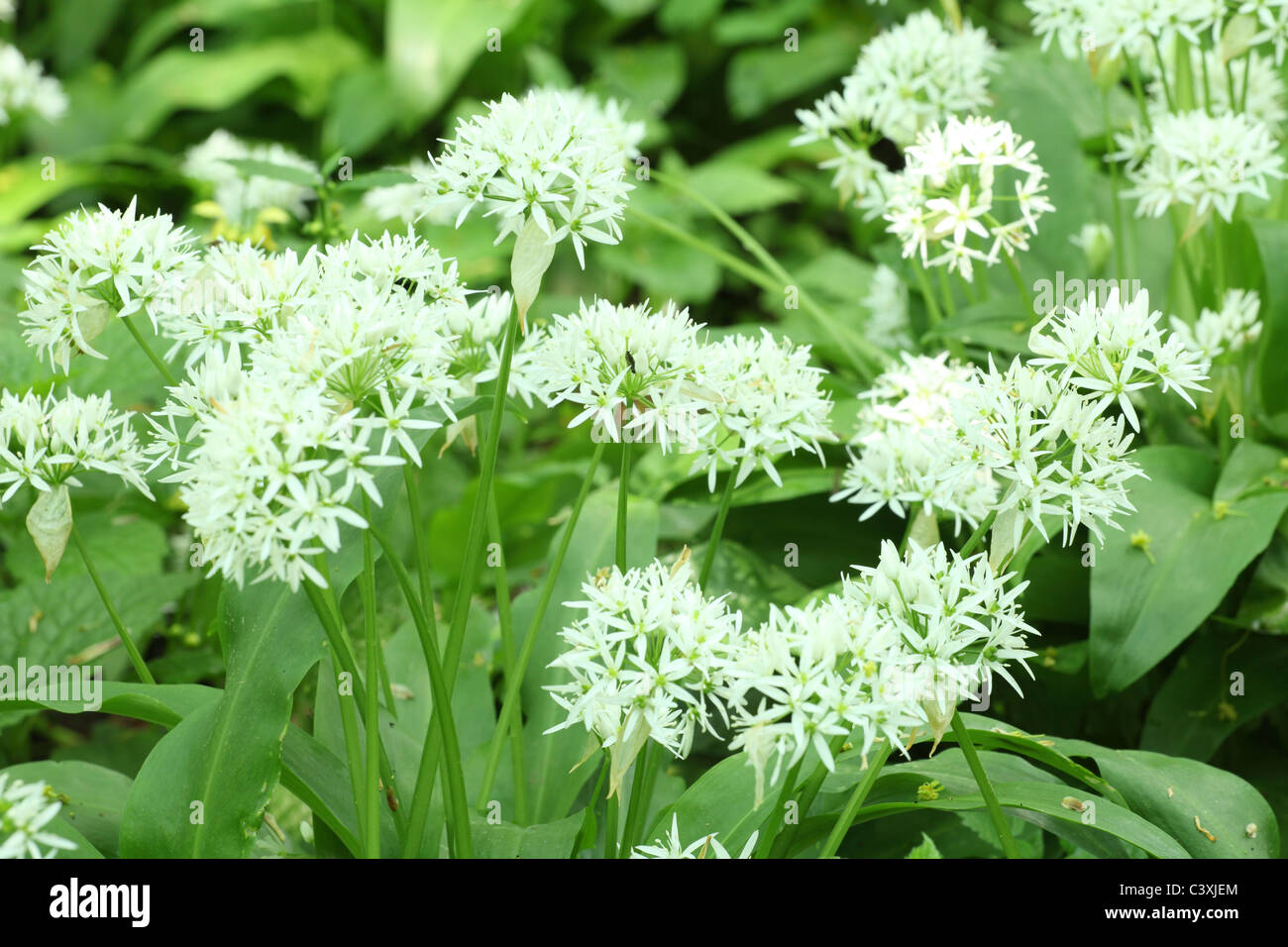 Wild garlic (Allium ursinum) flowering in the woodlands of Male Karpaty ...
