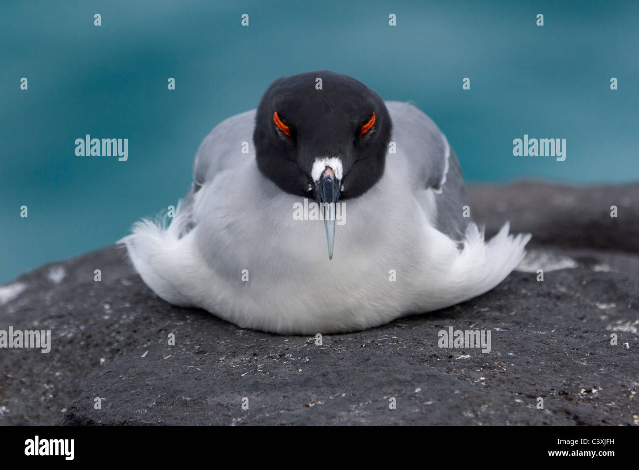 Swallow-tailed Gull (Creagrus furcatus) sleeping on rock, Punta Suarez ...