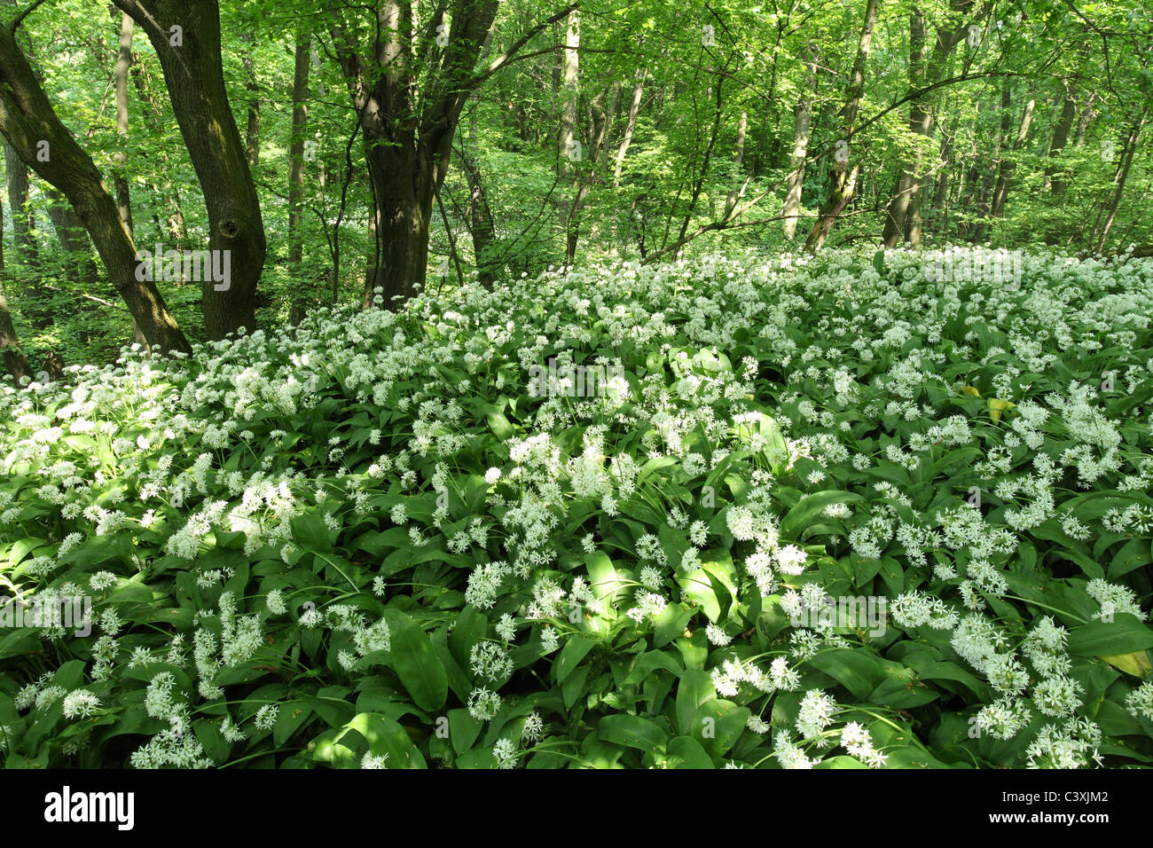 Wild garlic (Allium ursinum) flowering in the woodlands of Male Karpaty ...