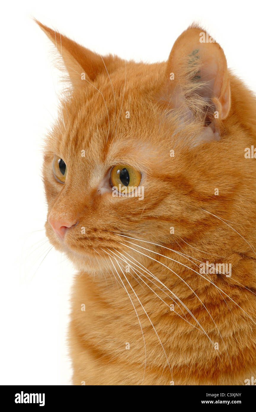 Cat on clean white background Stock Photo - Alamy