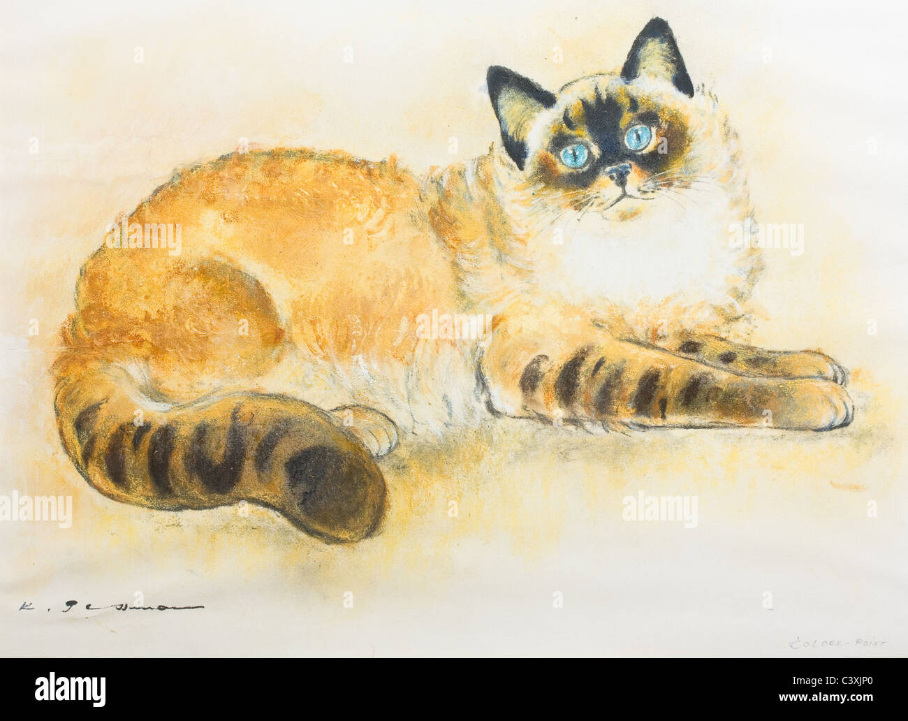 Colourpoint cat hi-res stock photography and images - Alamy