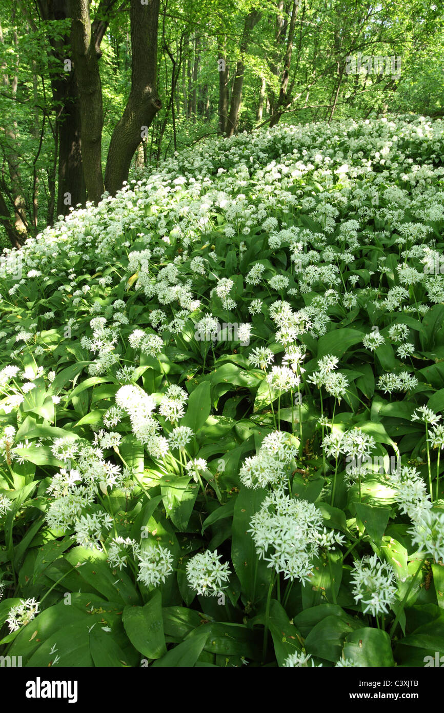Wild garlic (Allium ursinum) flowering in the woodlands of Male Karpaty ...