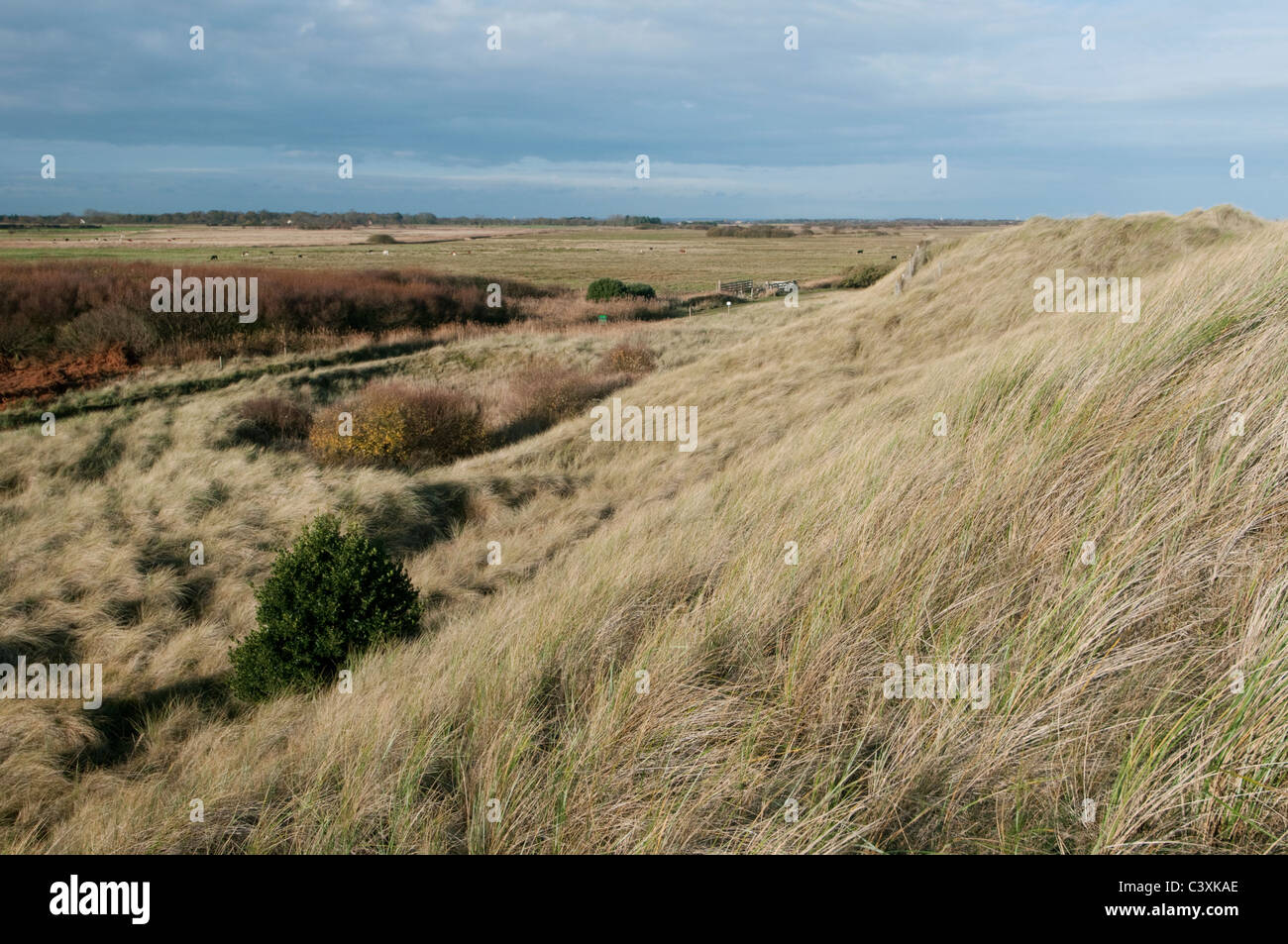 Winterton dunes, Horsey, Norfolk, England, November Stock Photo - Alamy