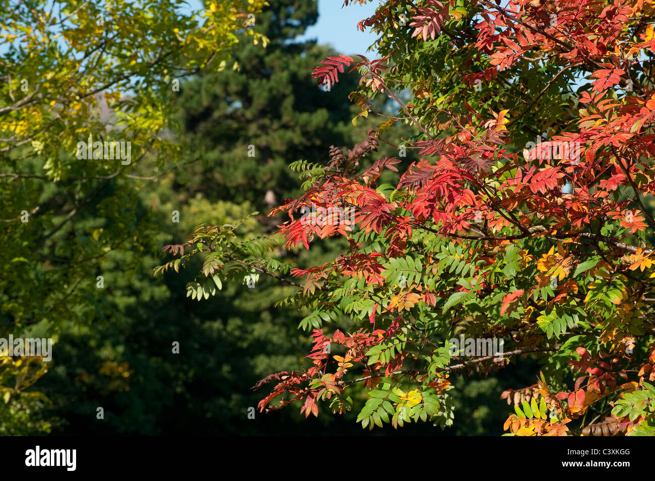 Green leaves turning red hi-res stock photography and images - Alamy