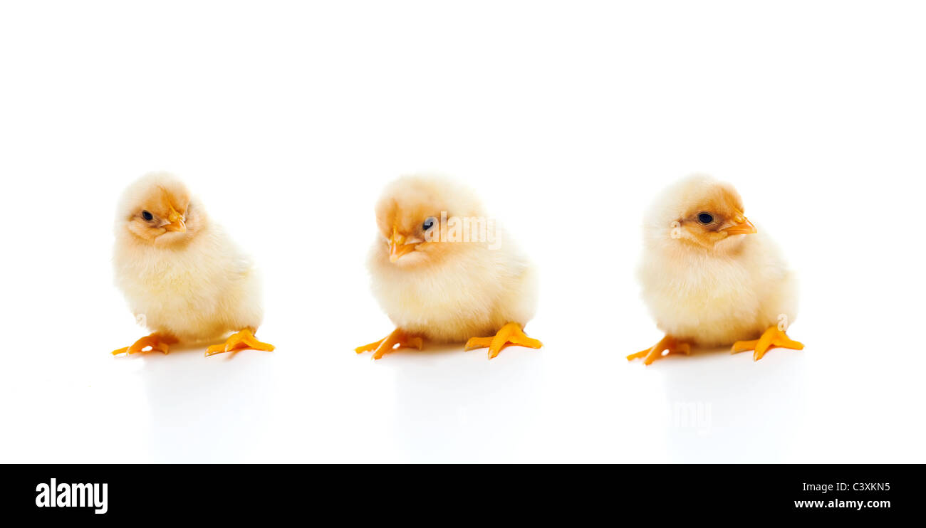 Little baby, newborn chicks over a white background Stock Photo - Alamy