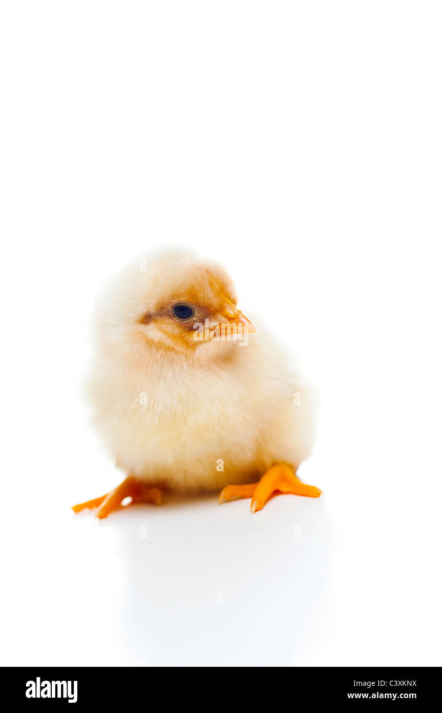 Adorable chick over white background Stock Photo - Alamy