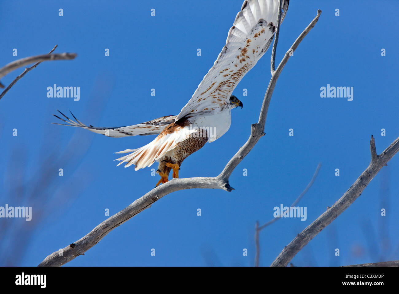 Ferruginous Hawk in Flight in Saskatchewan Canada Stock Photo - Alamy