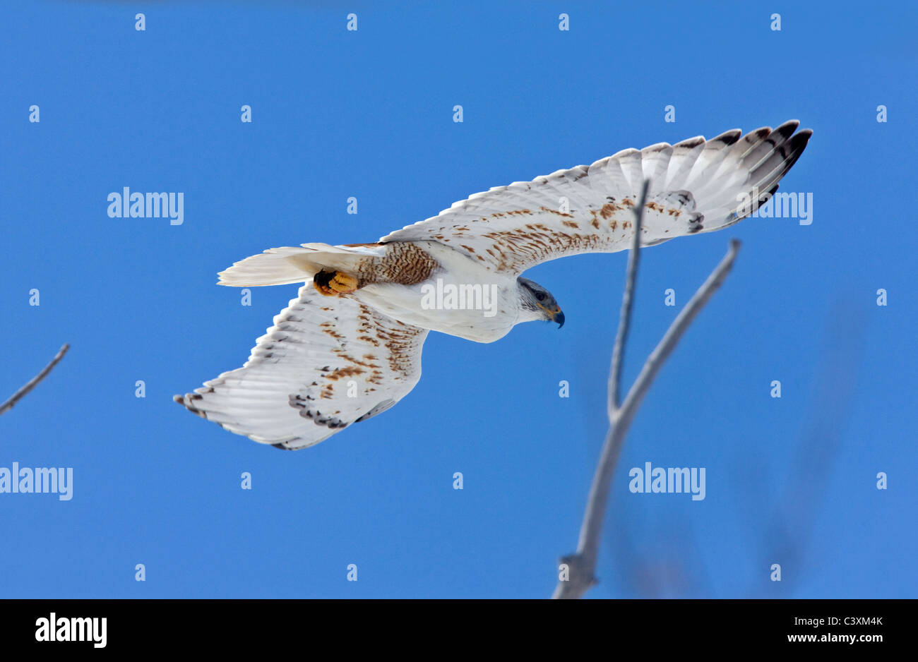 Ferruginous Hawk in Flight in Saskatchewan Canada Stock Photo - Alamy