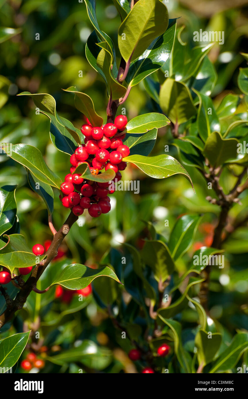 Pretty berry plants hi-res stock photography and images - Alamy