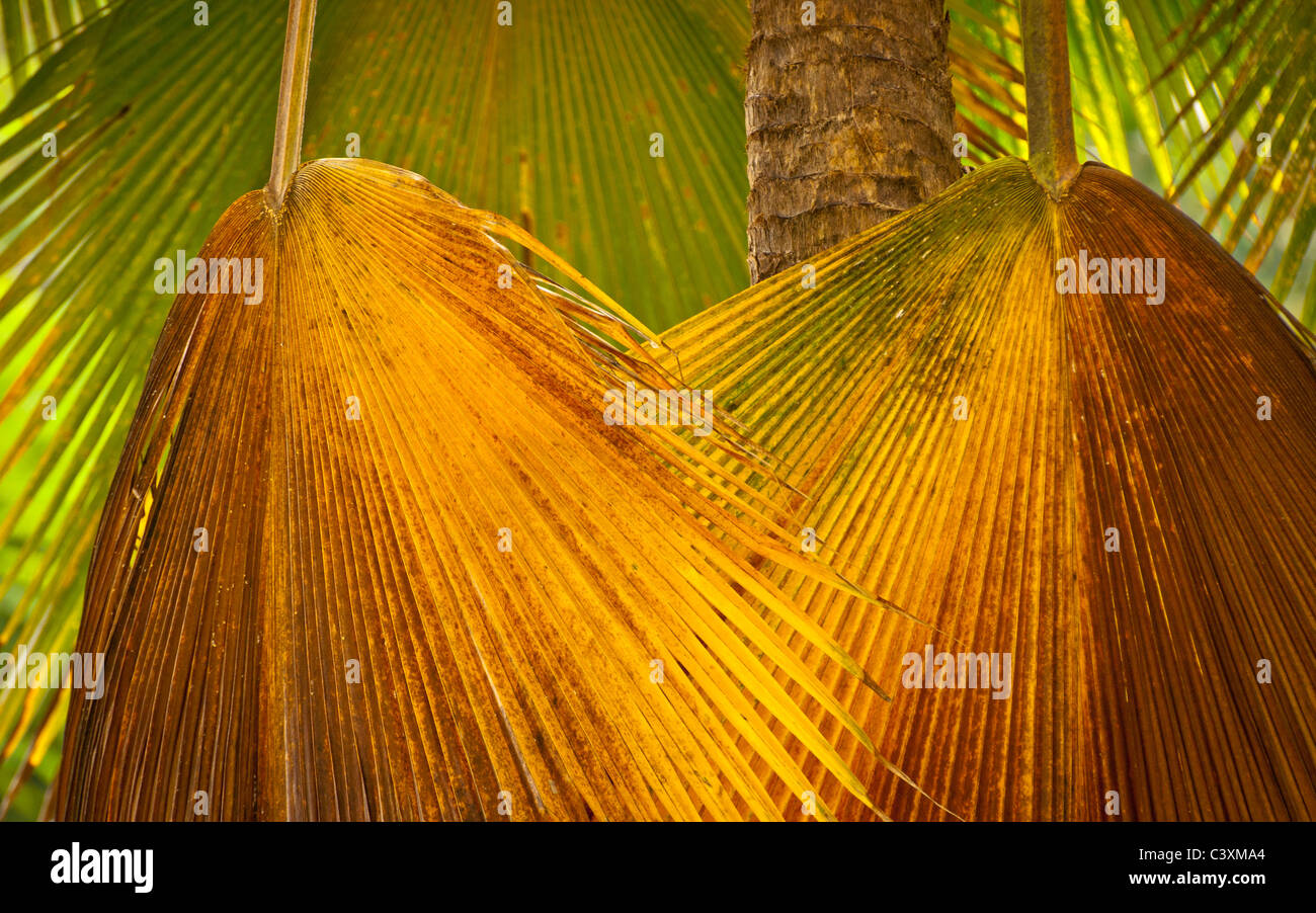 Palm Trees, Mololo Island Resort, Mamanucas, Fiji Stock Photo - Alamy