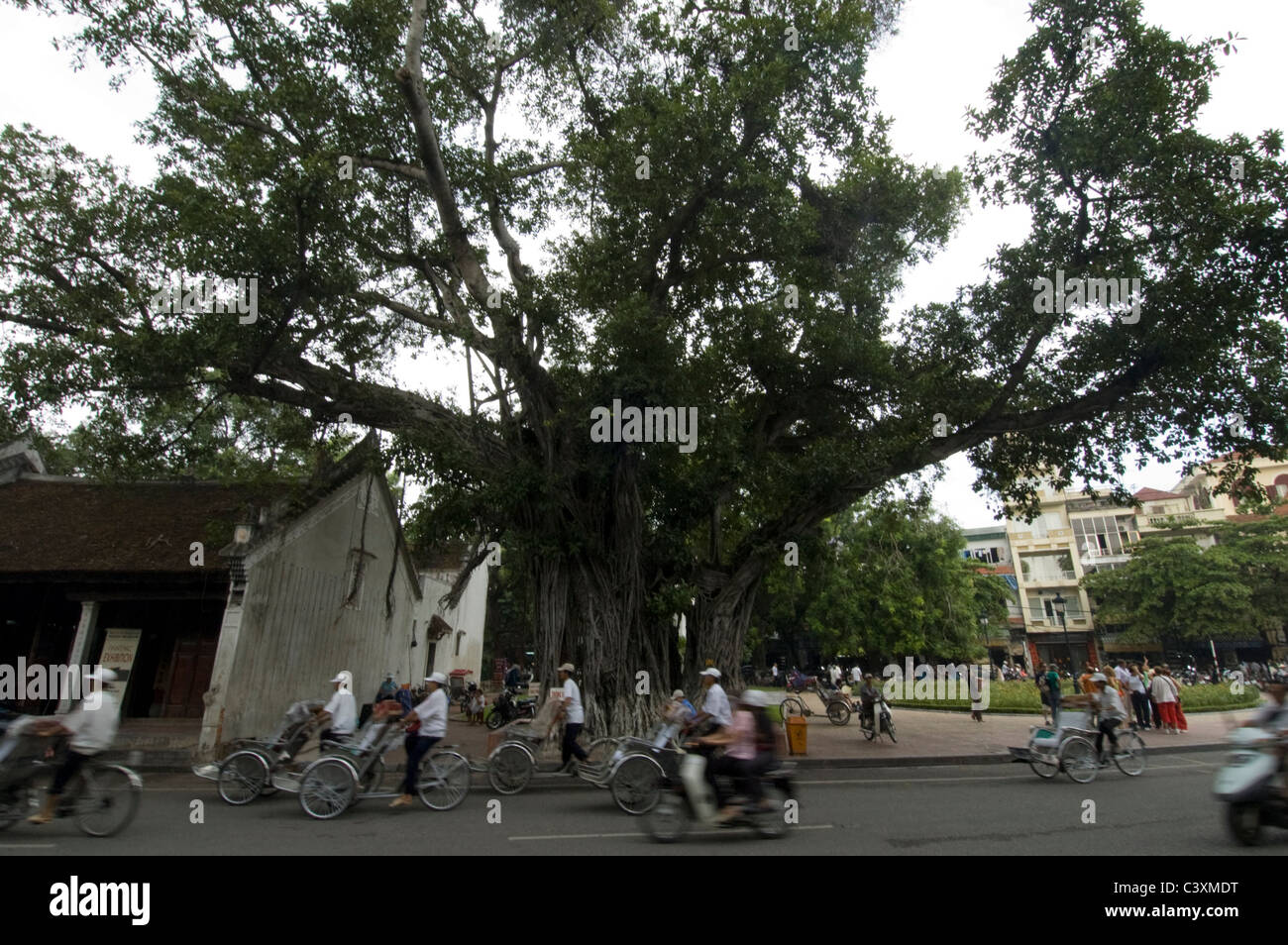 Is a large shrub or small tree hi-res stock photography and images - Alamy