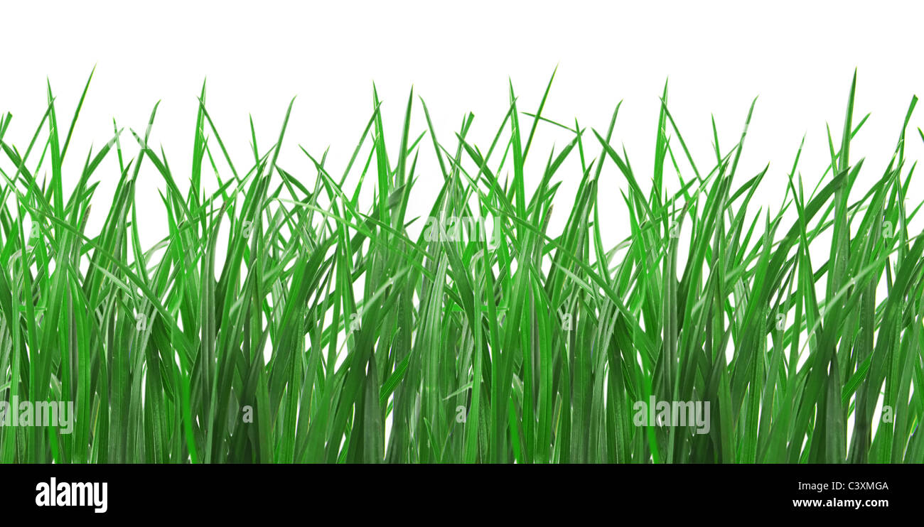 Seamless fresh spring green grass isolated on white background Stock ...