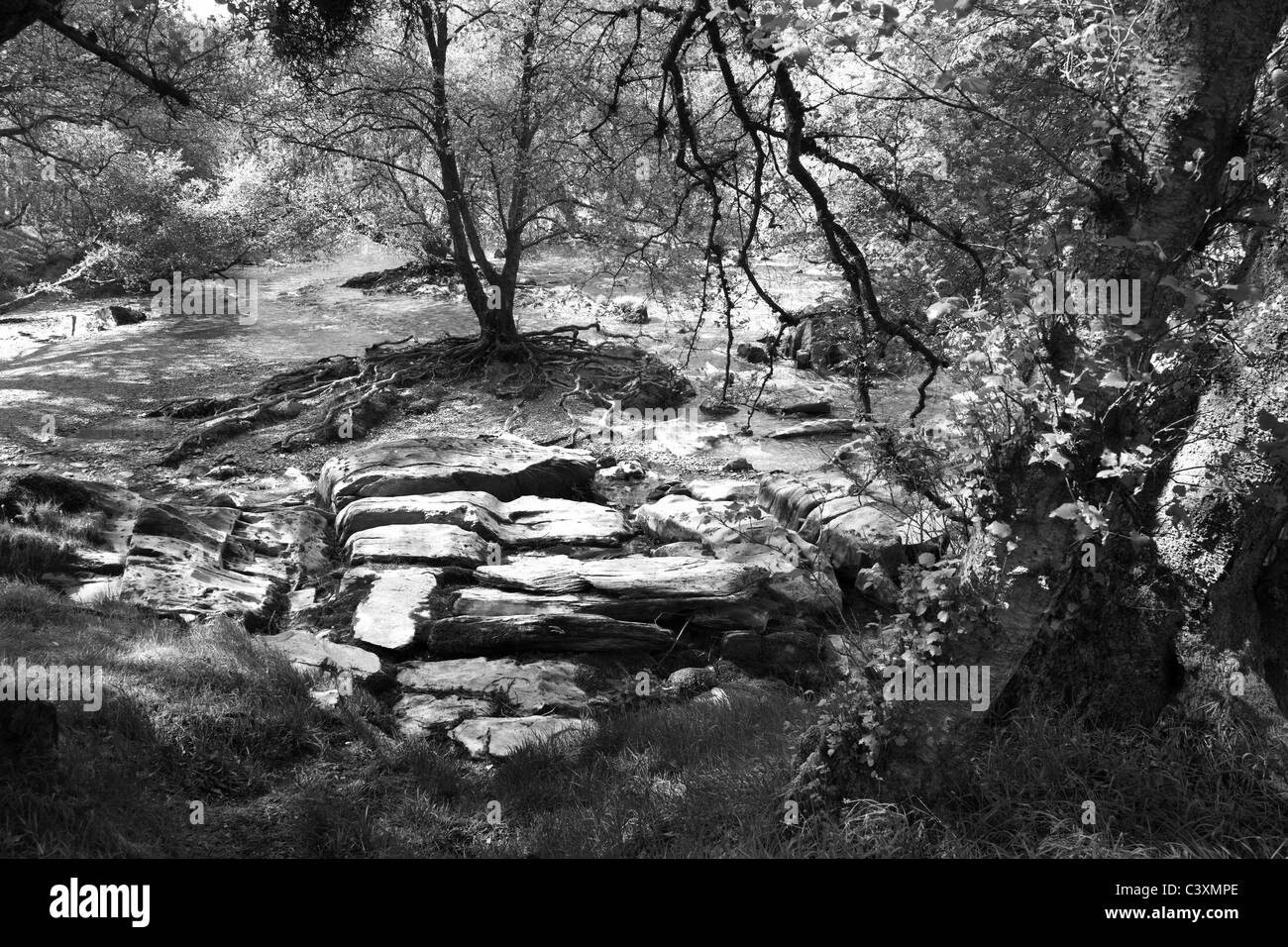 Tree trunks in river Black and White Stock Photos & Images - Alamy