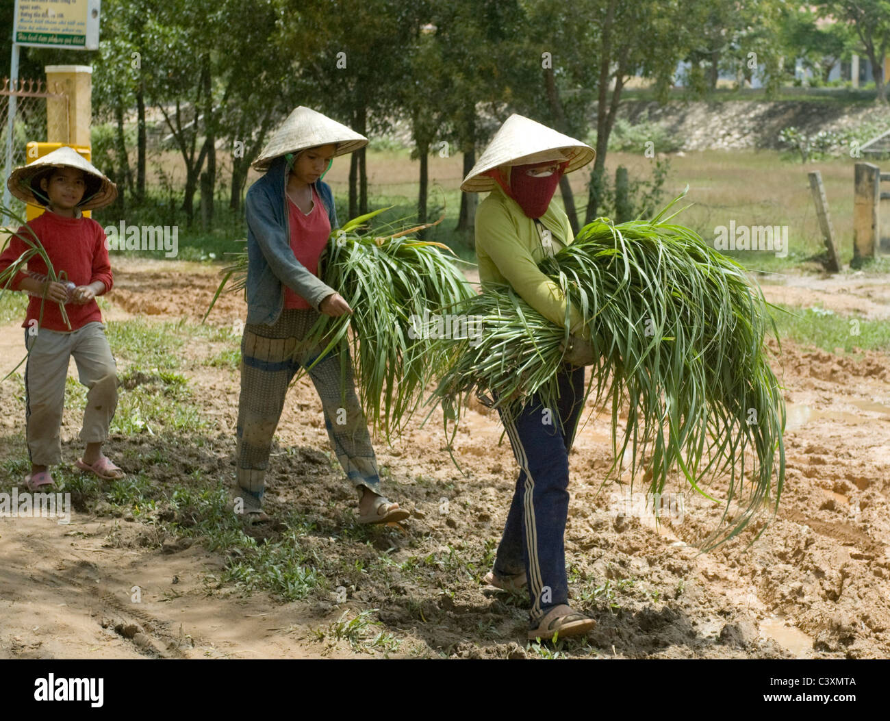 Women work in a field Stock Photo - Alamy