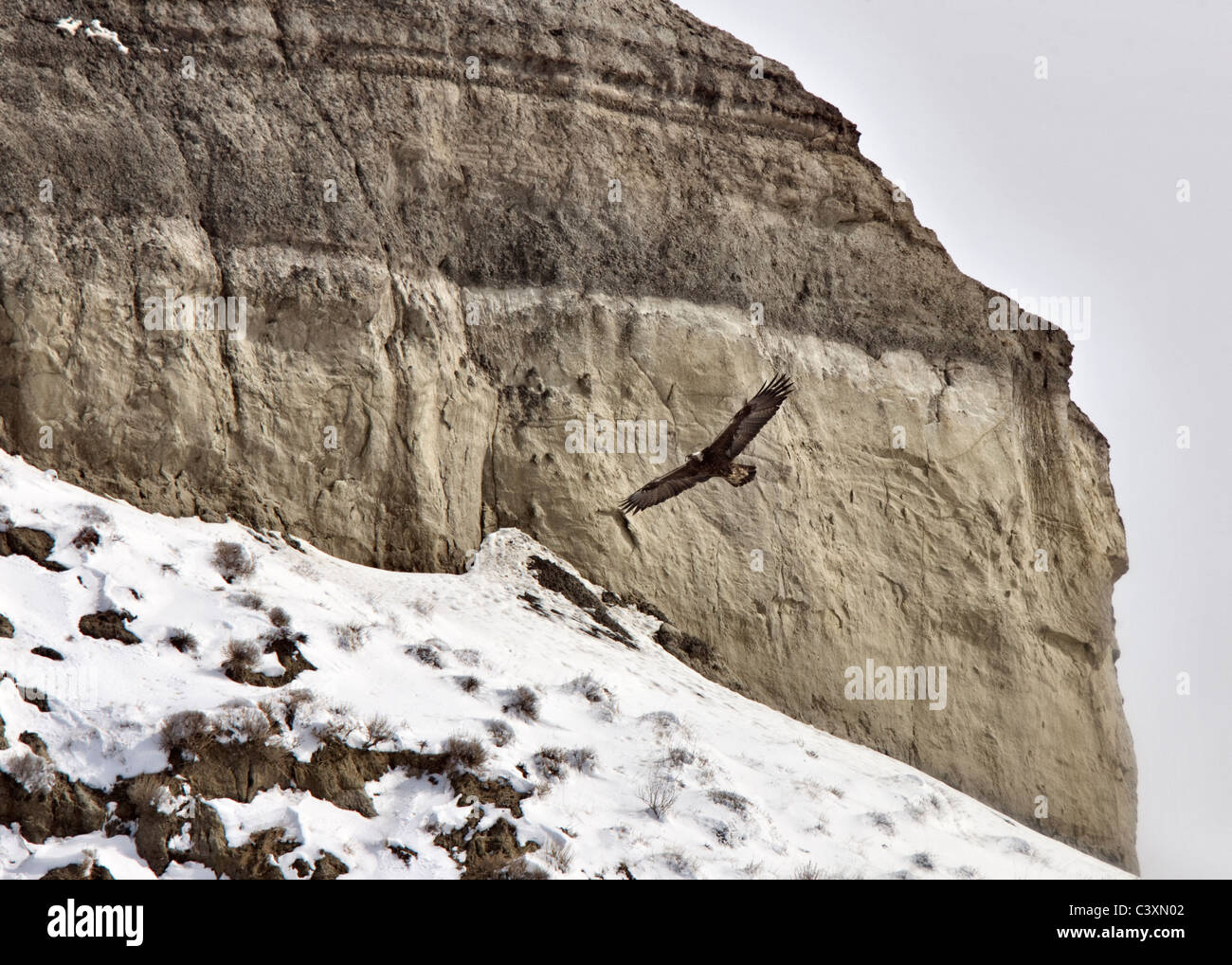 Saskatchewan Badlands Big Muddy Valley in Winter with Golden Eagle in ...