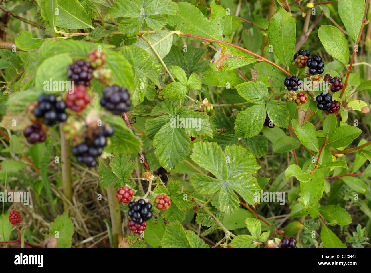 English blackberries ripening hi-res stock photography and images - Alamy