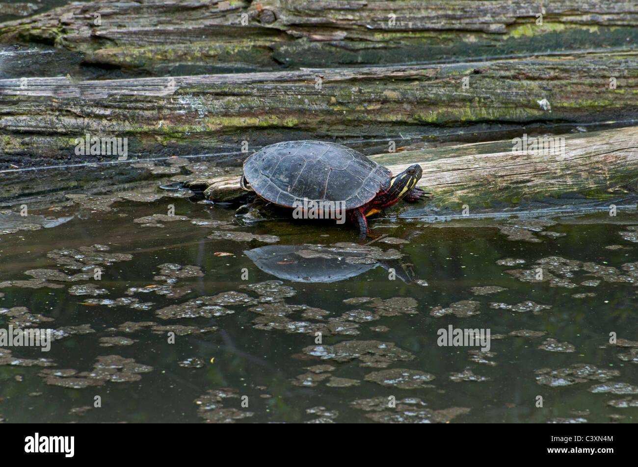 A Painted Turtle basking Stock Photo - Alamy