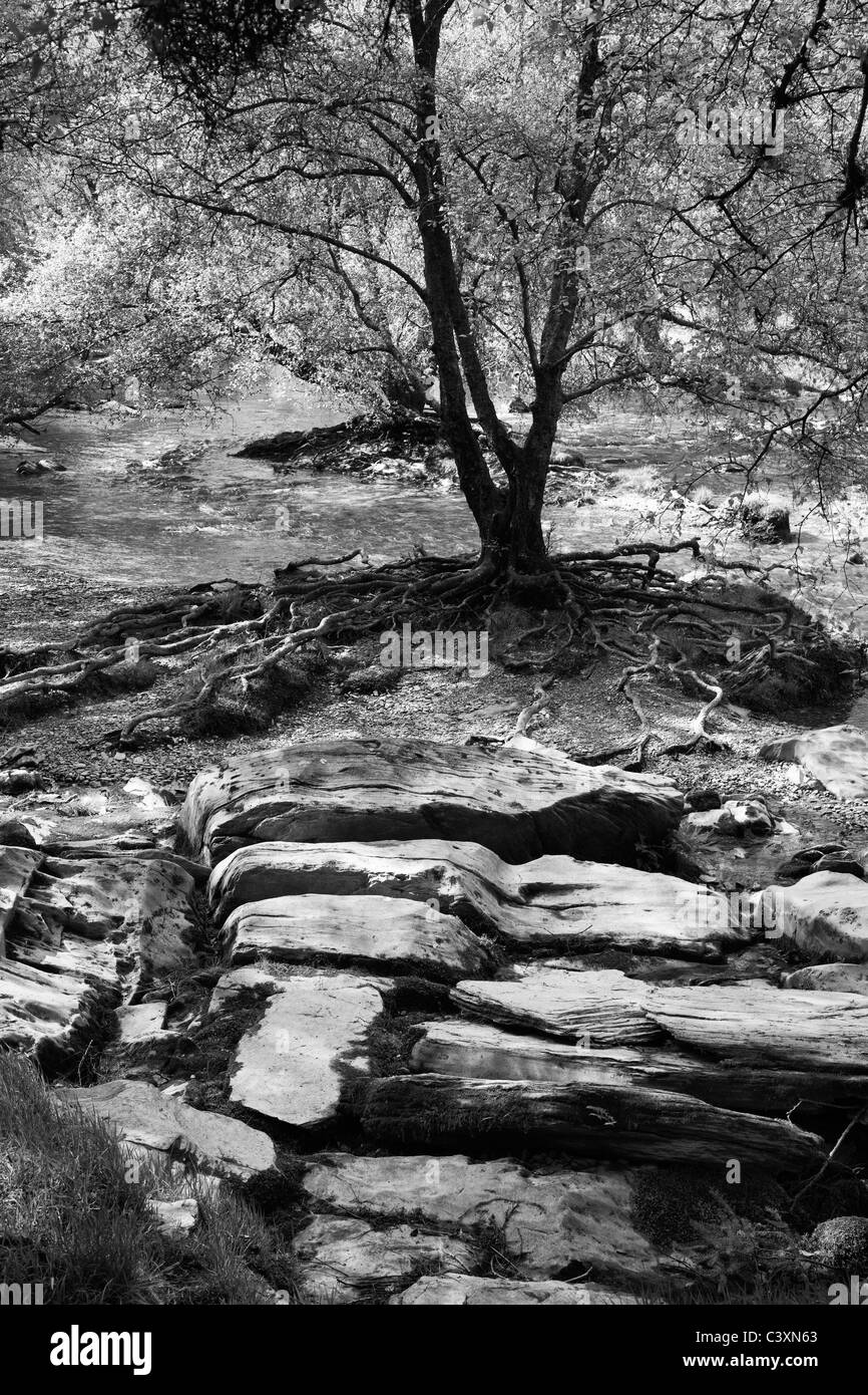 Fallen tree in the river Black and White Stock Photos & Images - Alamy