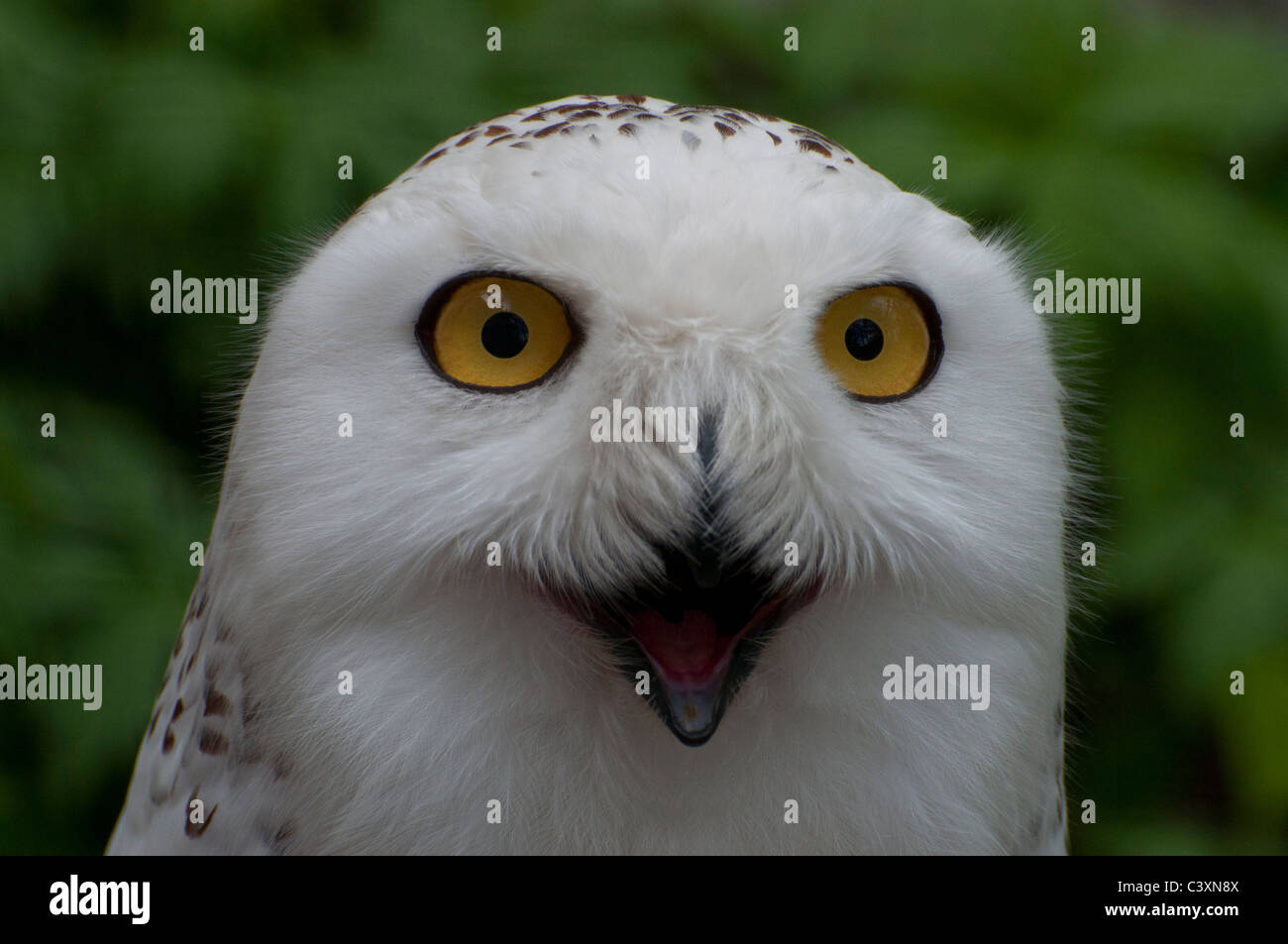 Angry snowy owl hi-res stock photography and images - Alamy