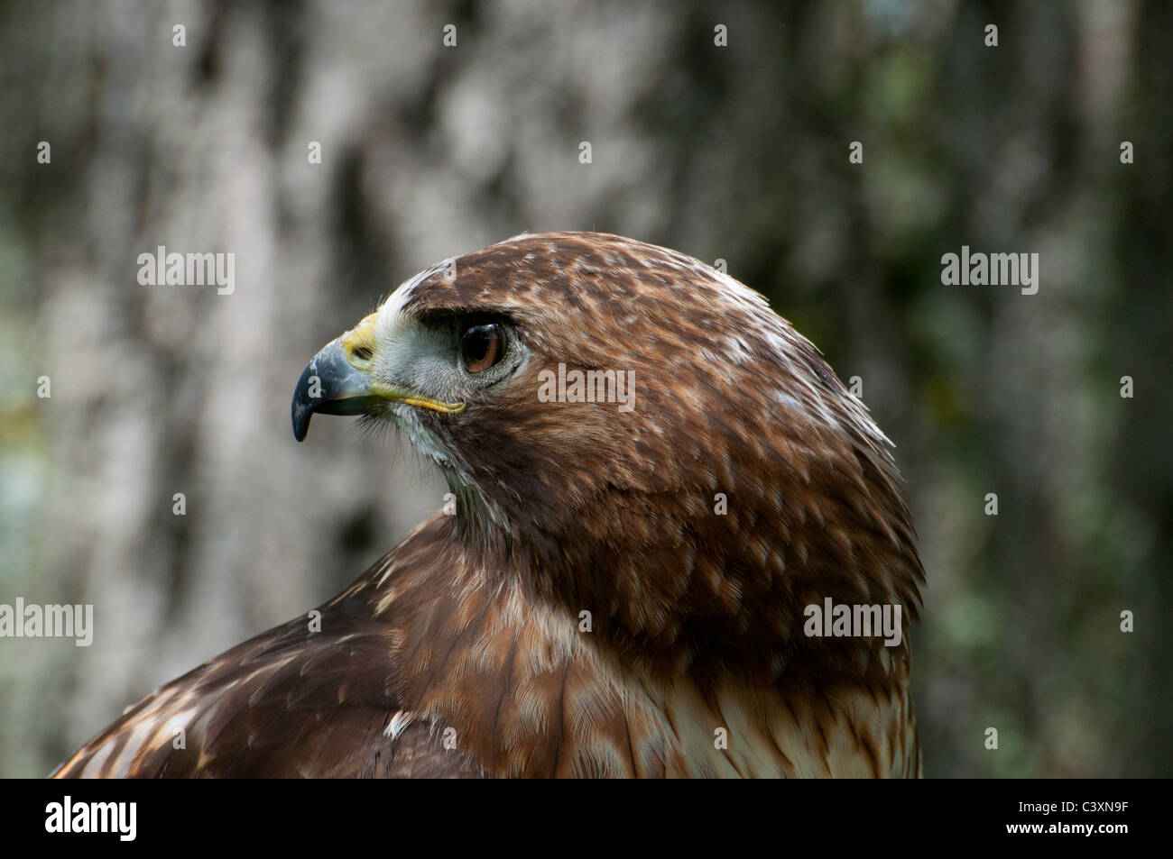 Close-up of a Red-tailed Hawk Stock Photo - Alamy